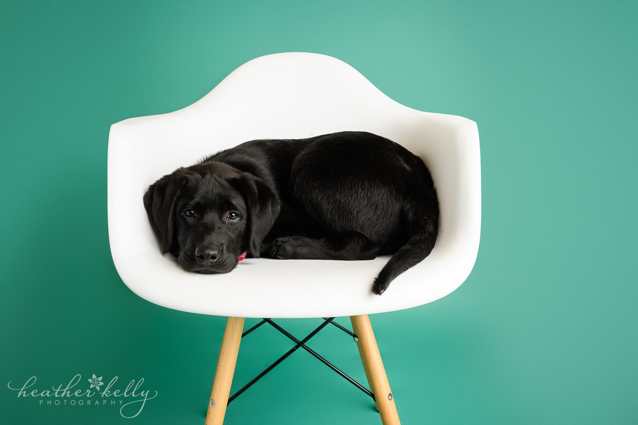 CT Dog Photography | Studio and Outdoor Portraits